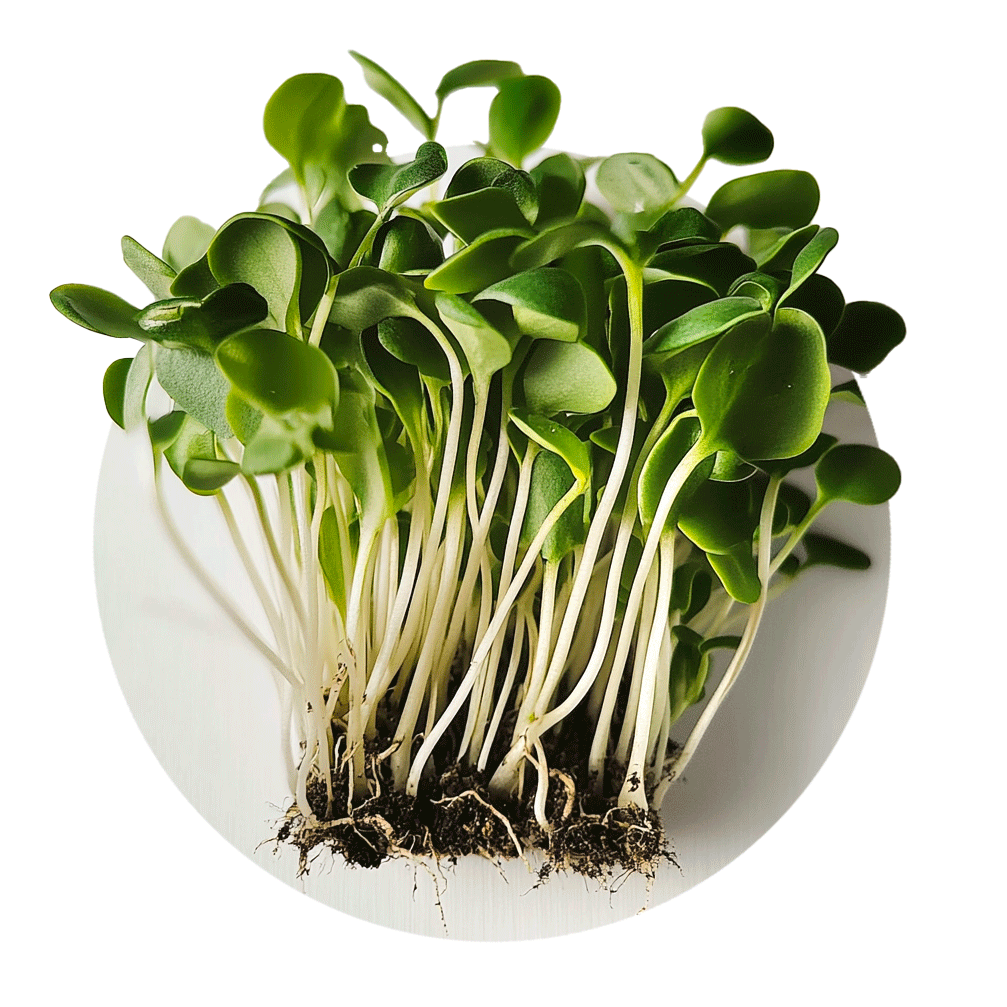 Tournesol 65g – Redfrog Lab